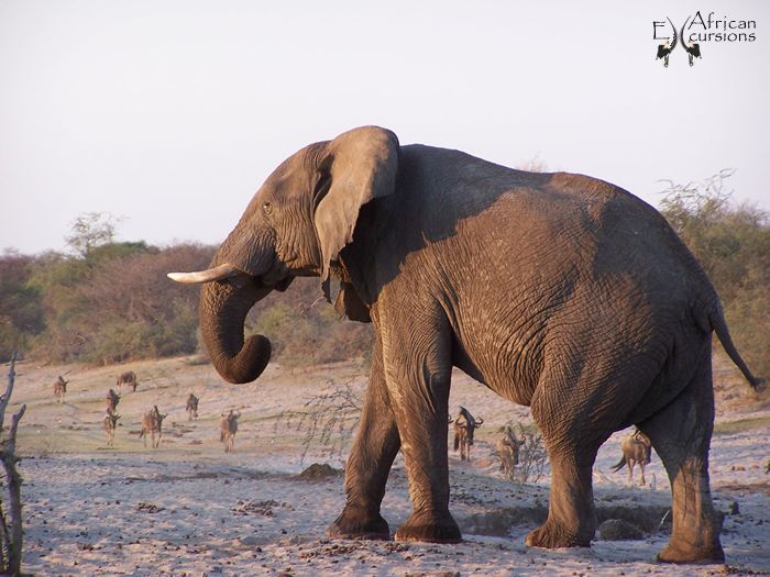 Picture of a bull elephant along the dry Boteti River in Makgadikgadi ...